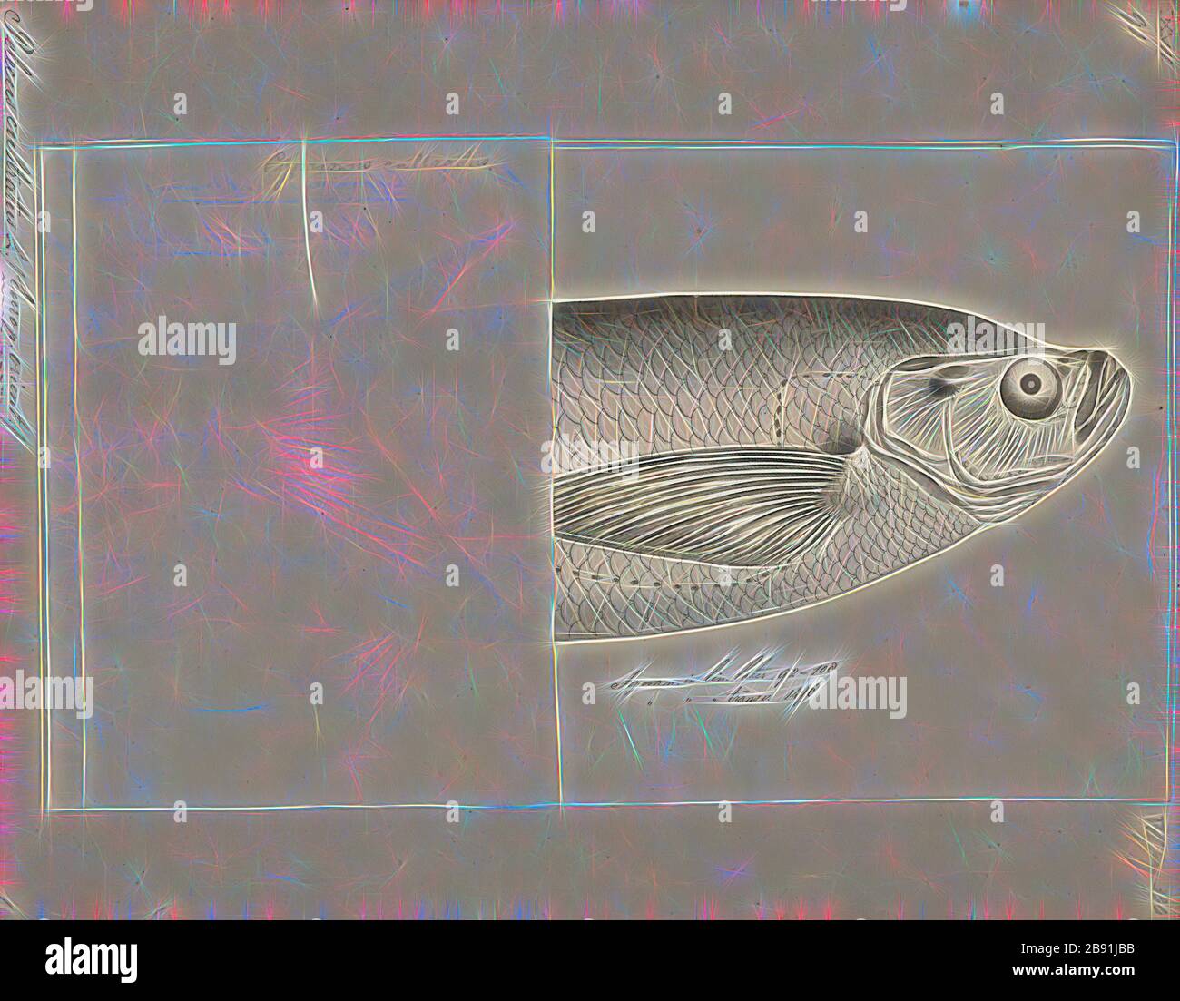 Sabre Carp High Resolution Stock Photography and Images - Alamy