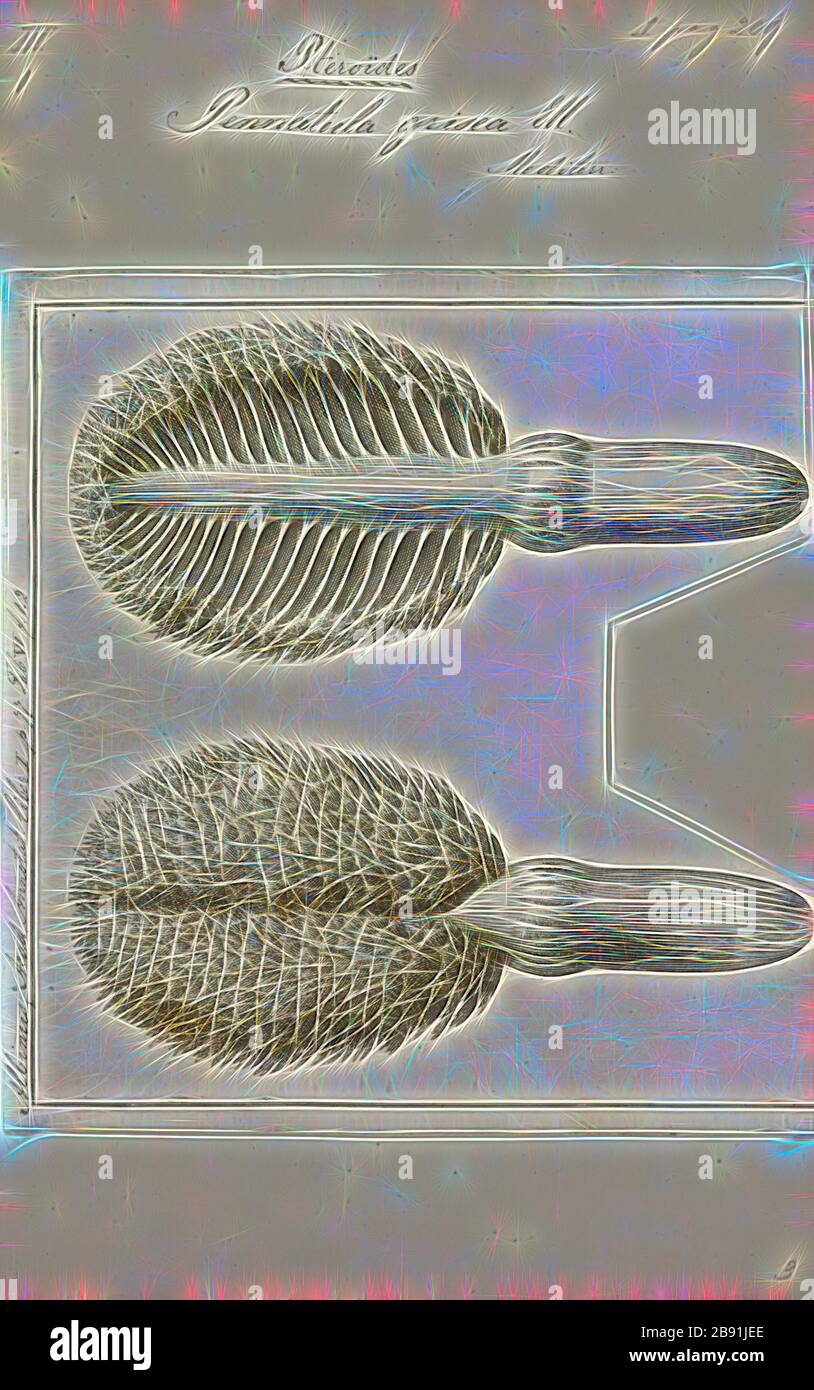 Pennatula hi-res stock photography and images - Alamy