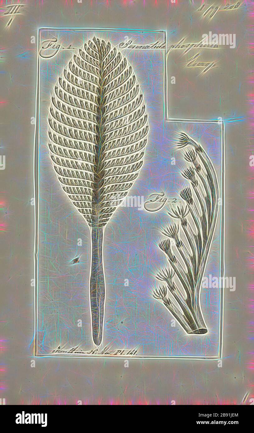 Pennatula phosphorea hi-res stock photography and images - Alamy