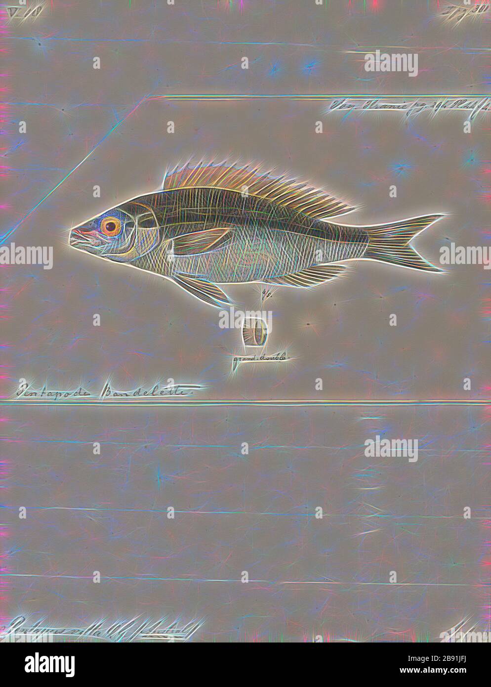 Pentapus vitta hi-res stock photography and images - Alamy