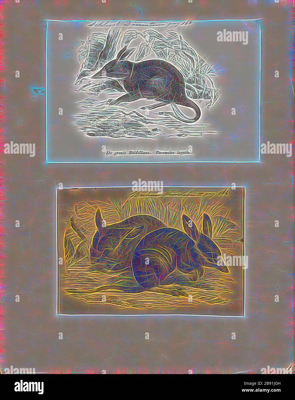 Perameles lagotis, Print, Perameles is a genus of marsupials of the ...