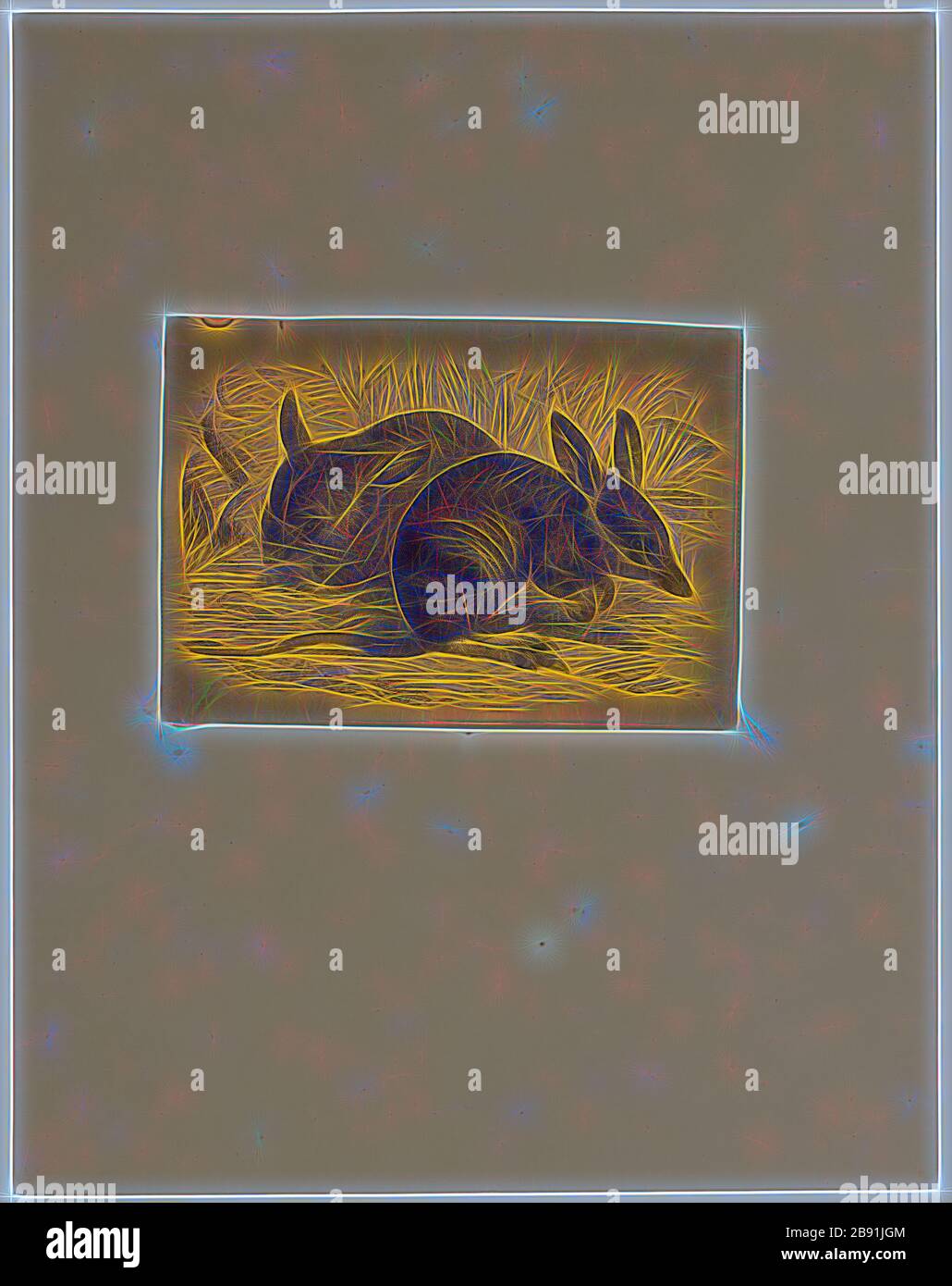 Perameles lagotis hi-res stock photography and images - Alamy