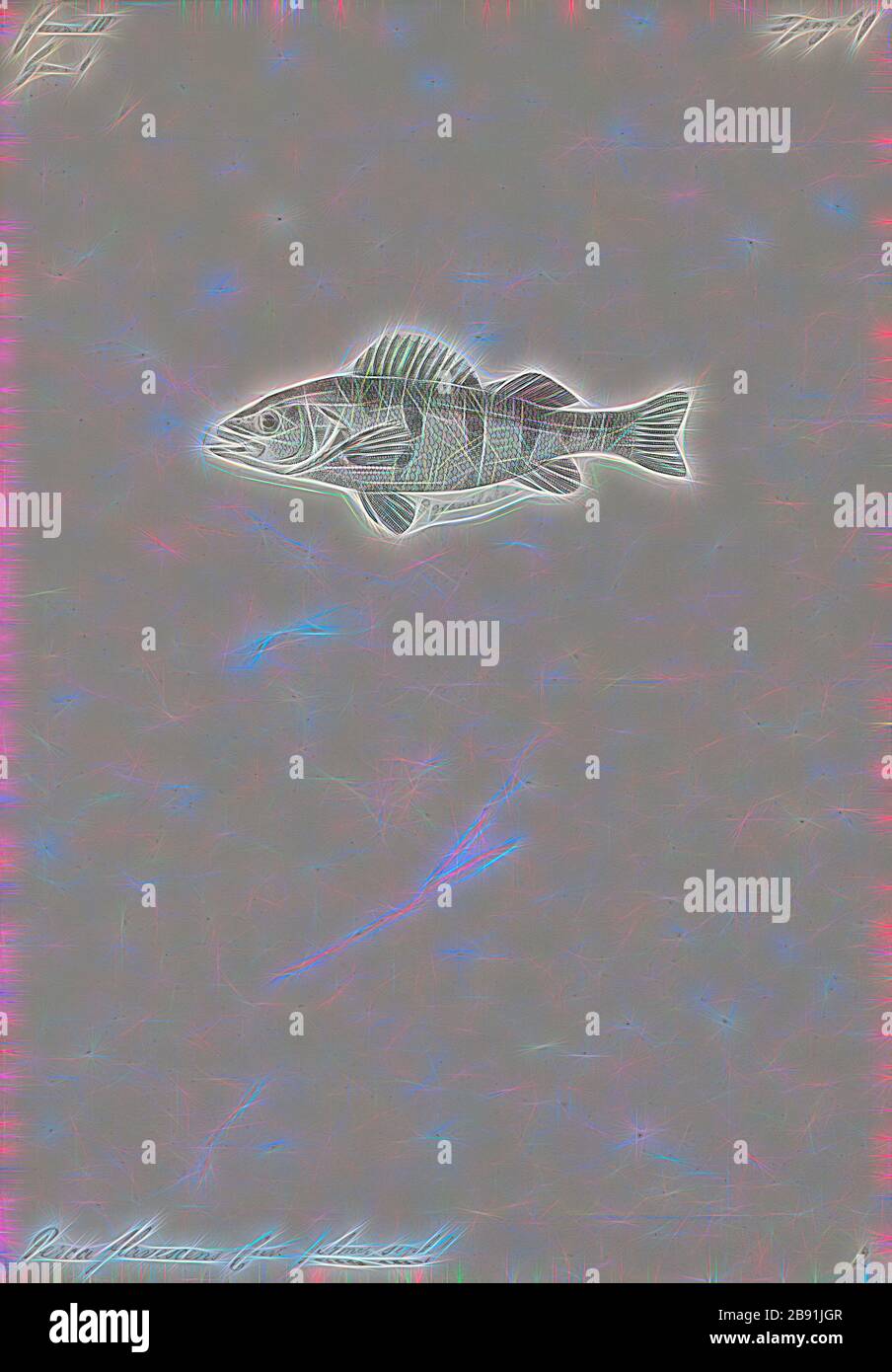 Coontail hi-res stock photography and images - Alamy