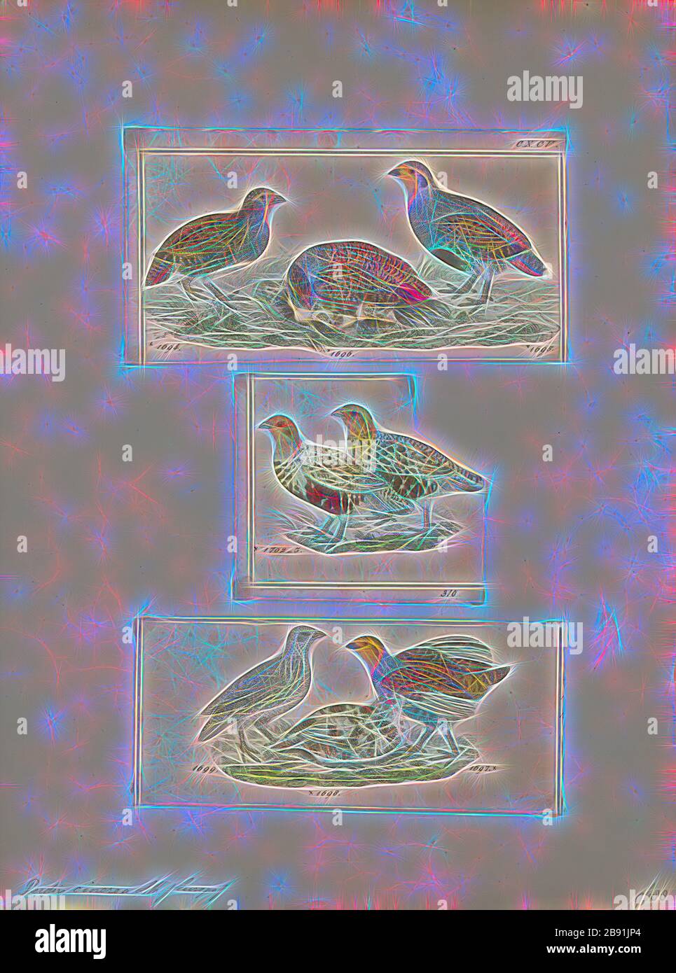 Perdix cinerea, Print, Perdix is a genus of Galliform gamebirds known ...