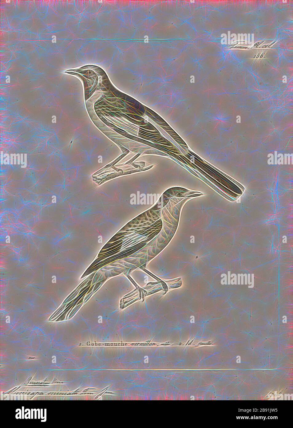 Pericrocotus miniatus, Print, The Sunda minivet (Pericrocotus miniatus ...