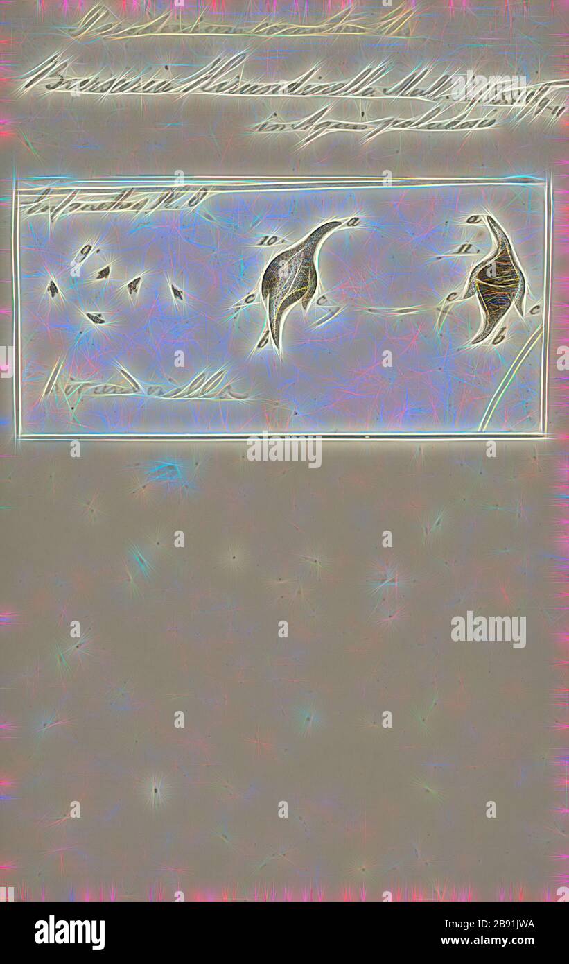 Peridinium hi-res stock photography and images - Alamy