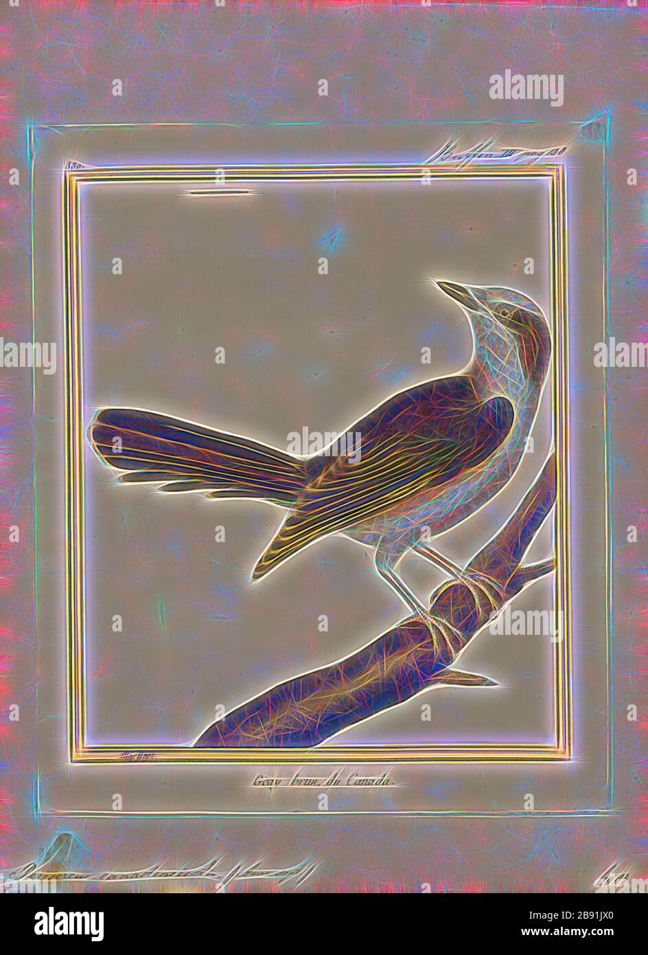 Nine recognized subspecies hi-res stock photography and images - Alamy