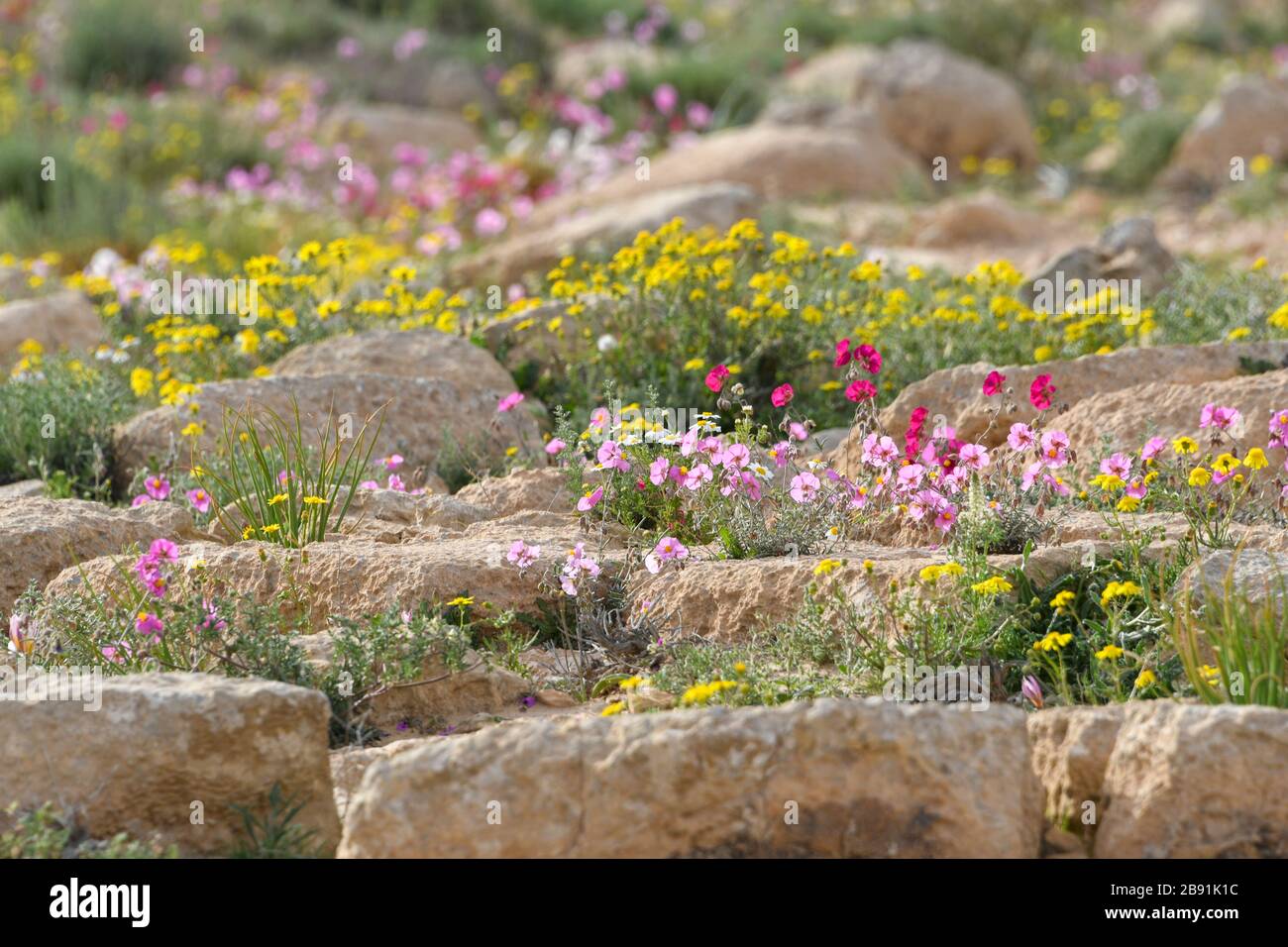 After a rare rainy season in the Negev Desert, Israel, an abundance of ...