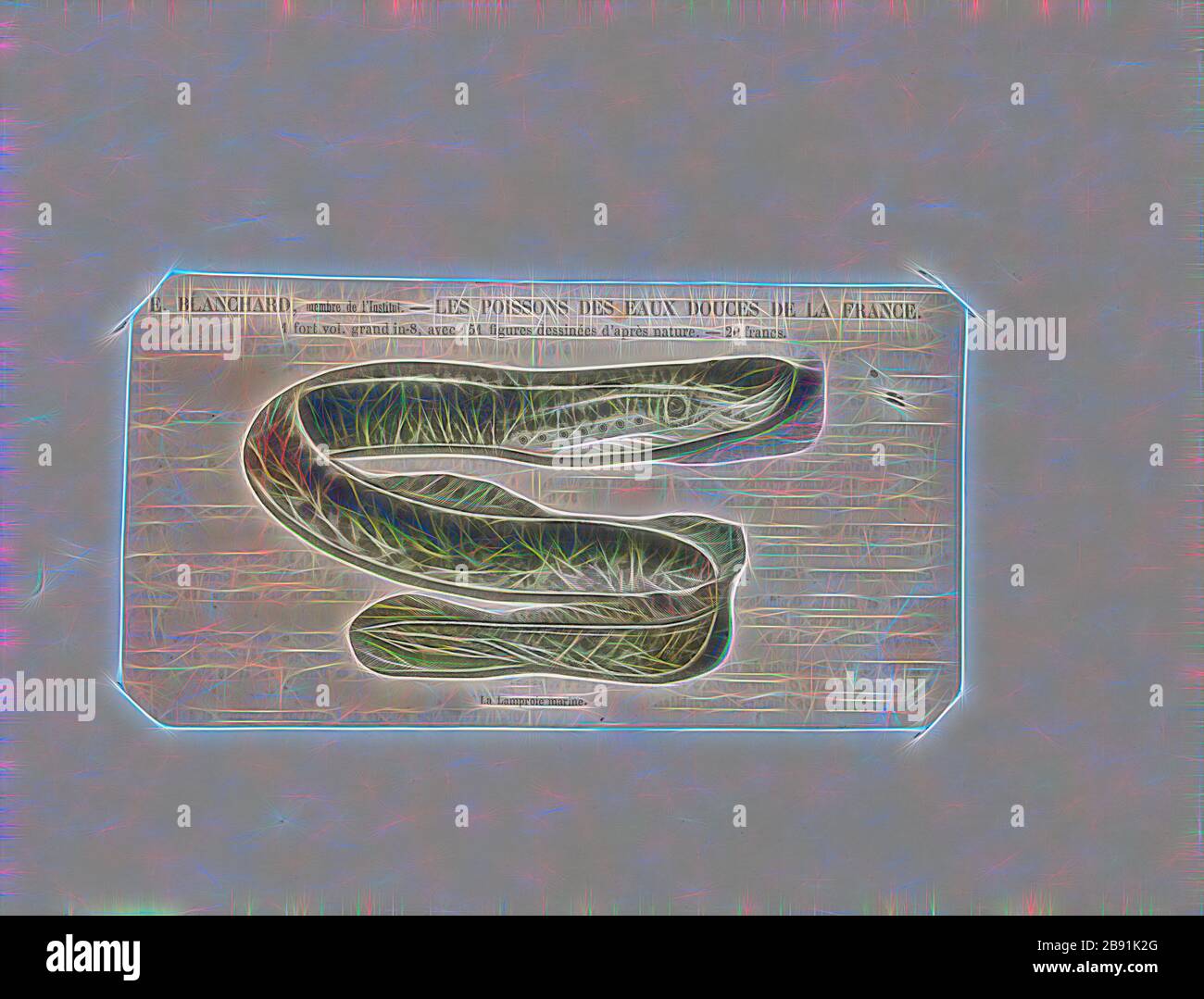 Petromyzon marinus, Print, The sea lamprey (Petromyzon marinus) is a ...