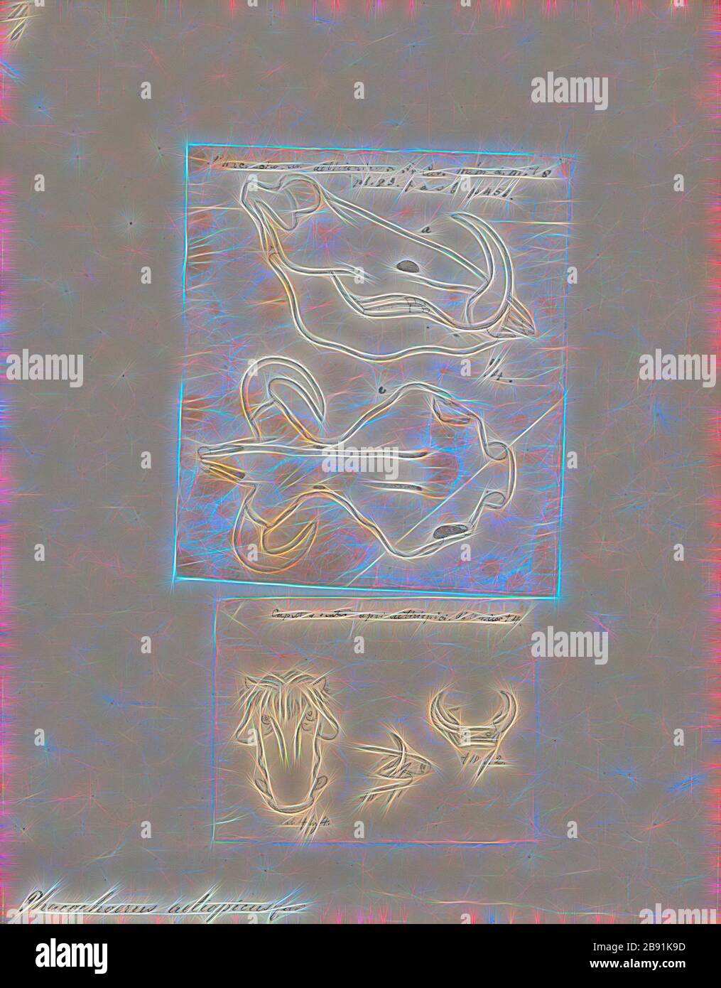 Phacochoerus aethiopicus, Print, The desert warthog (Phacochoerus ...