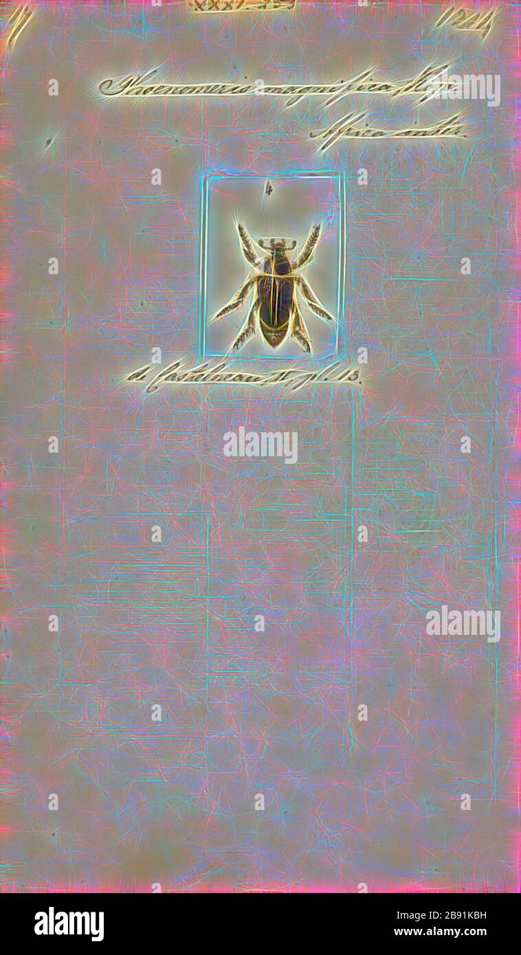 Phaenomeris hi-res stock photography and images - Alamy