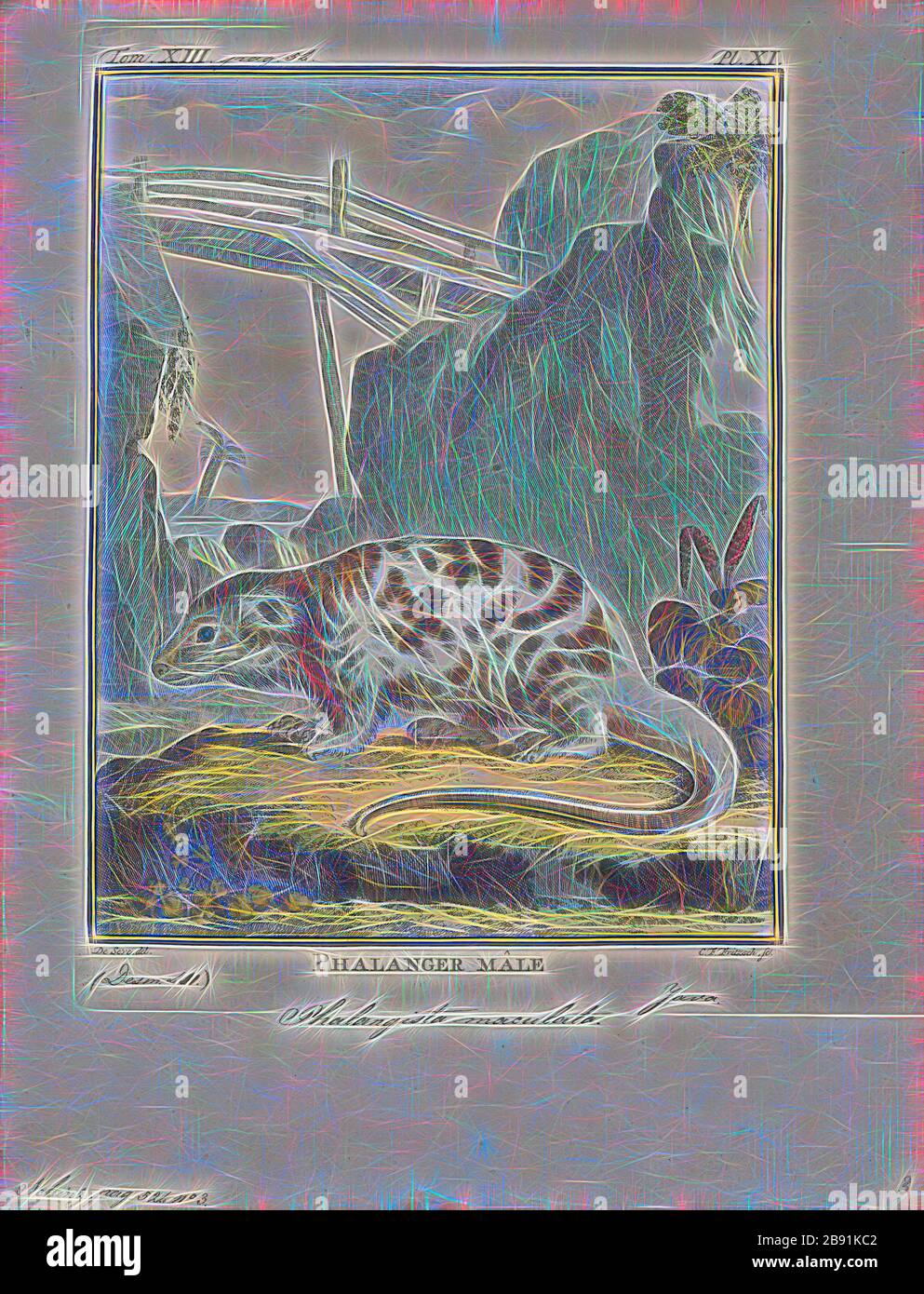 Phalangista maculata, Print, The common spotted cuscus (Spilocuscus ...