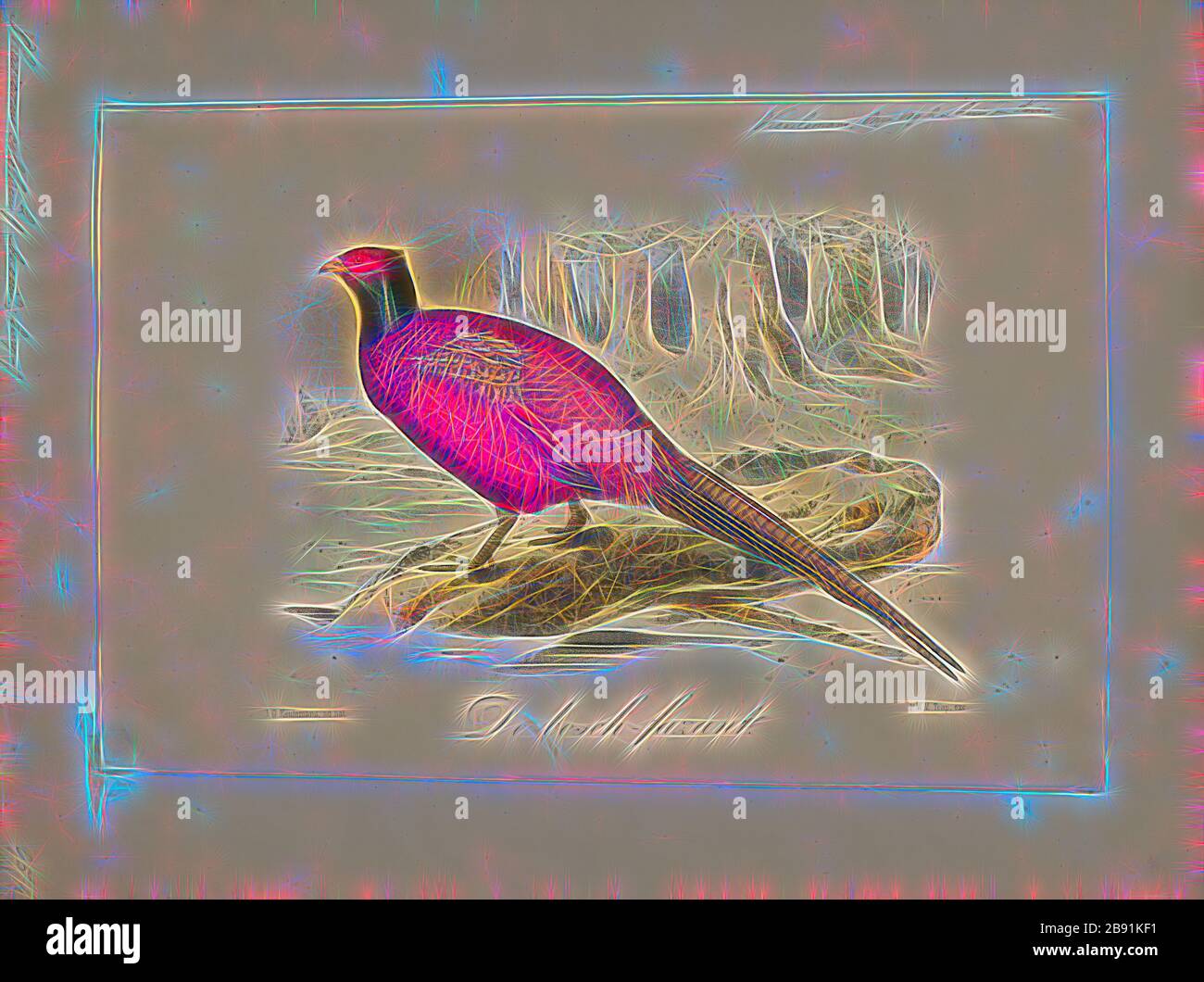 Phasianus colchicus, Print, The common pheasant (Phasianus colchicus ...