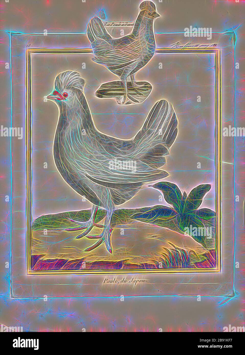 Typical pheasant genus phasianus hi-res stock photography and images ...