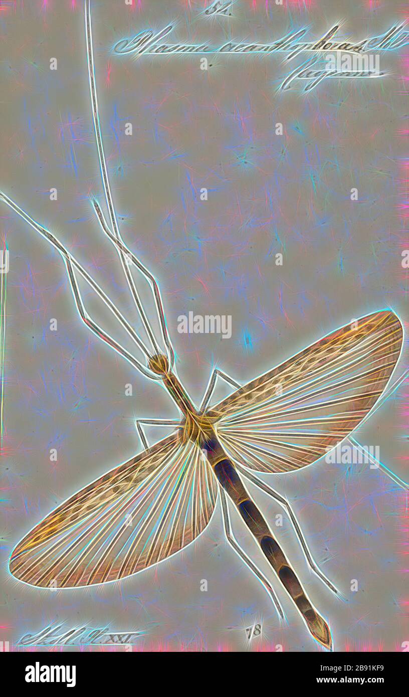 Phasmatidae hi-res stock photography and images - Alamy