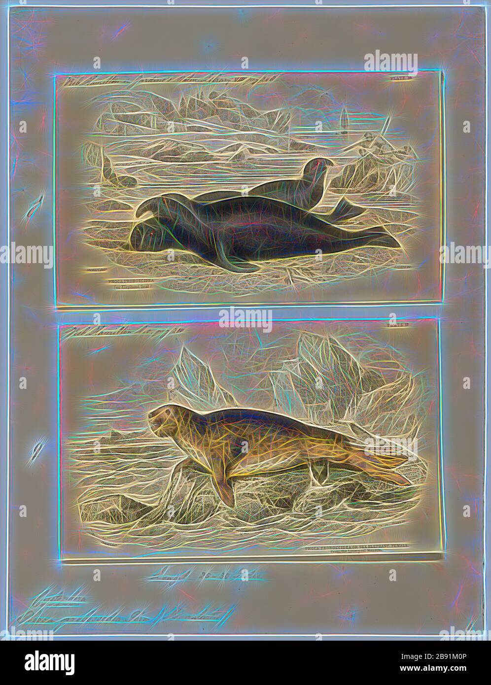 Split into two species hi-res stock photography and images - Alamy