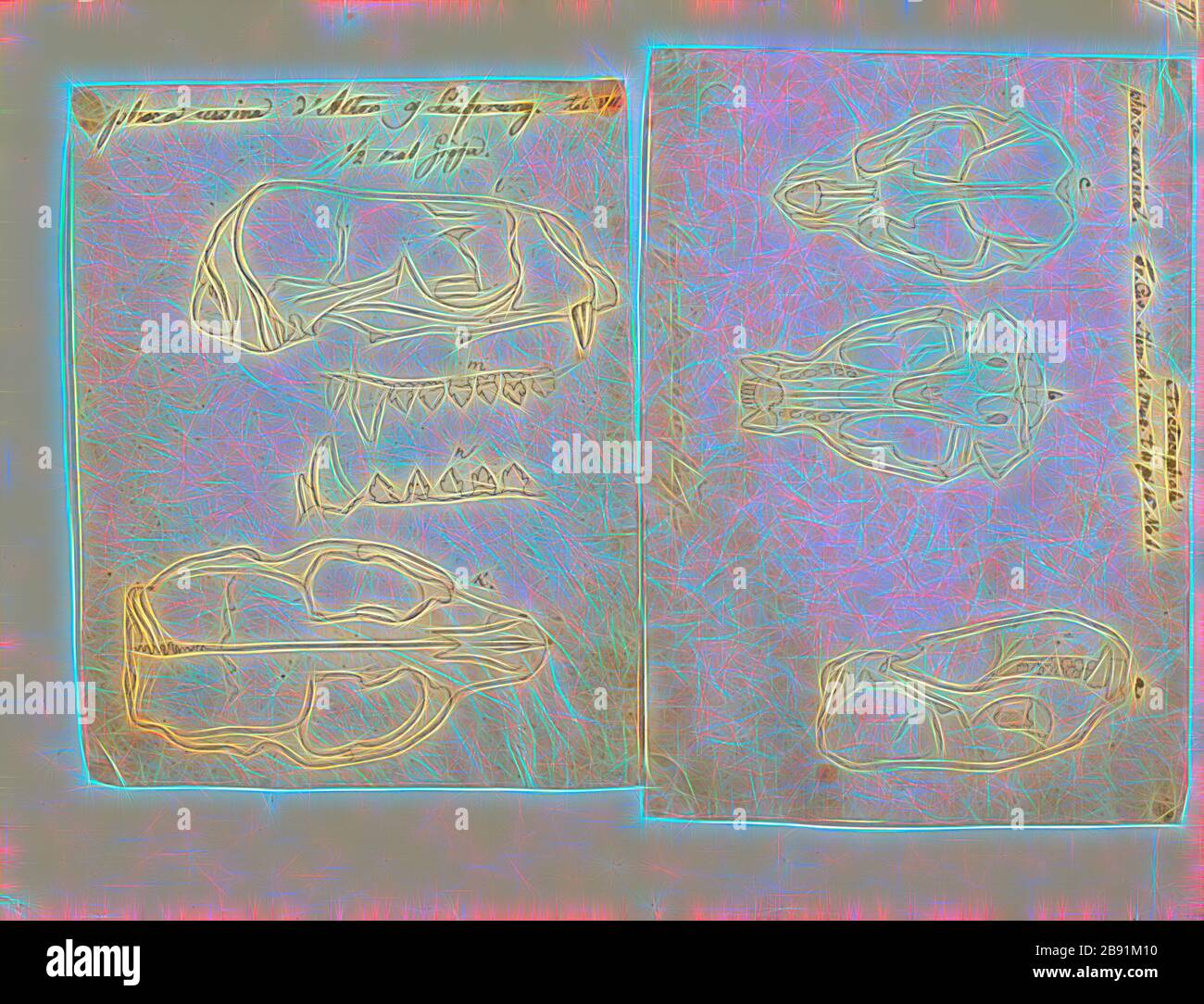 Phoca ursina, Print, Phoca is a genus of the earless seals, within the ...