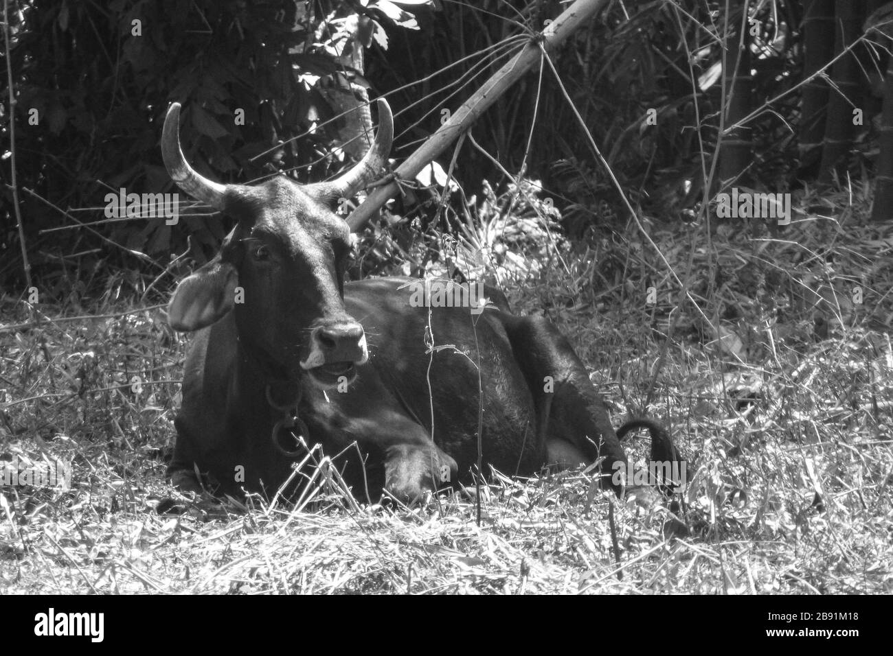 Longhorn cattle in view Black and White Stock Photos & Images - Alamy