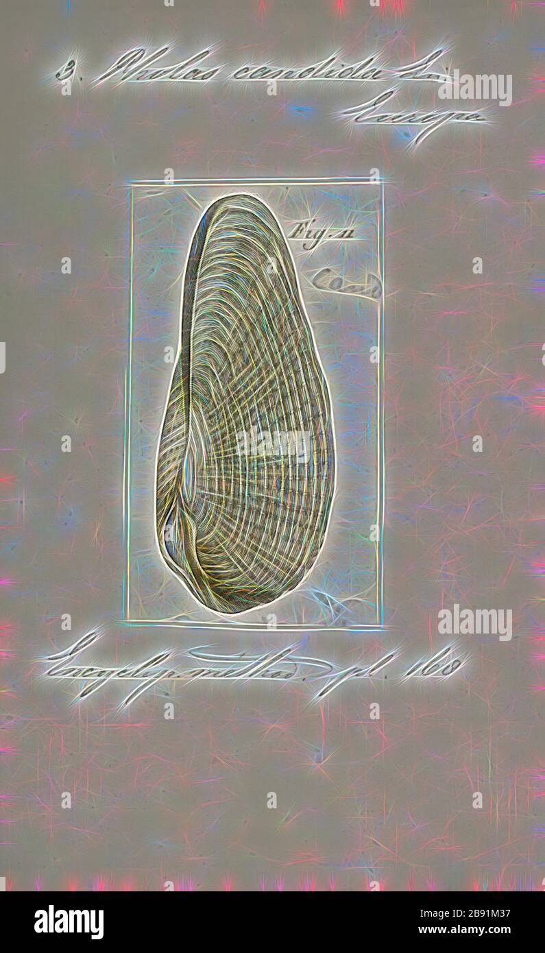 Pholas candida, Print, Pholas is a taxonomic genus of marine bivalve ...