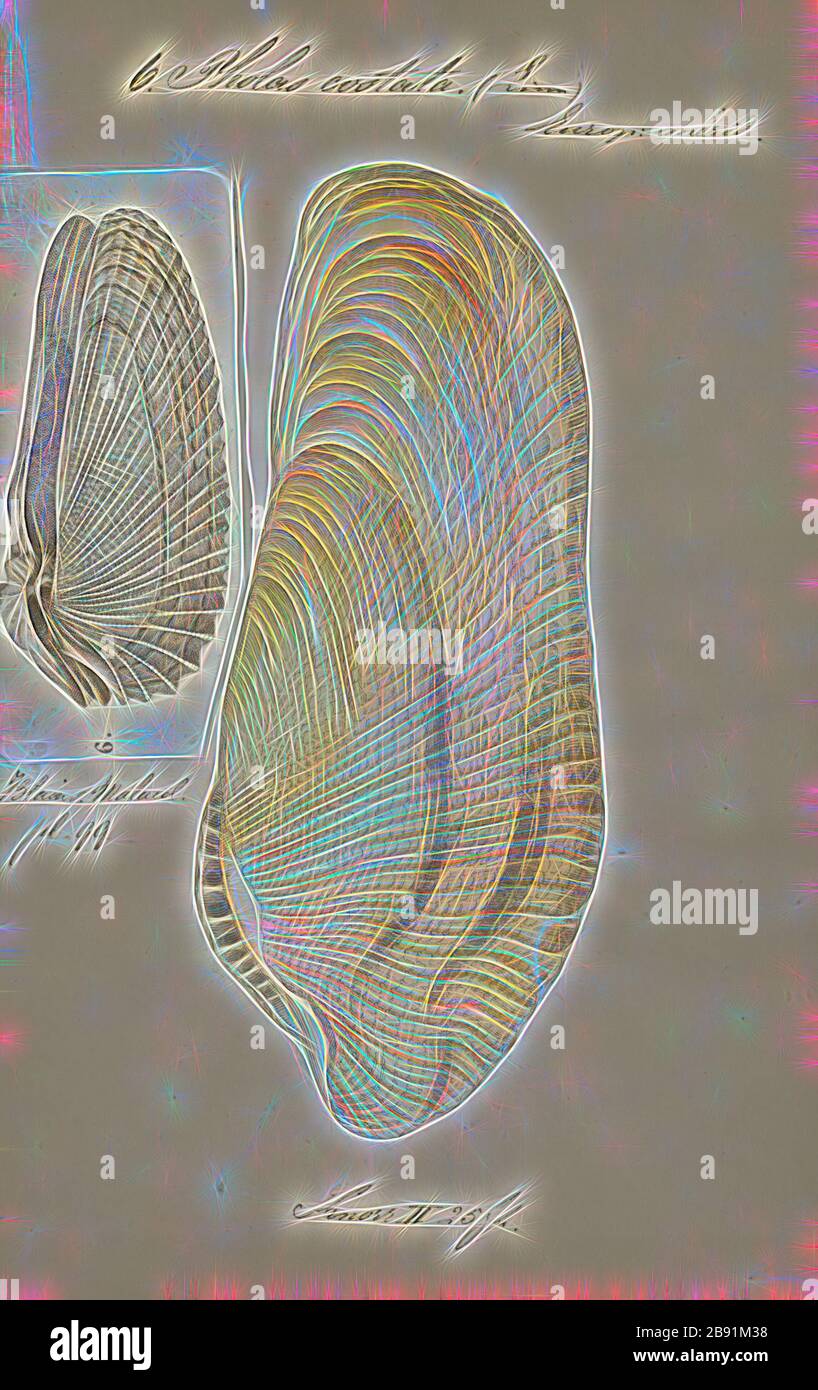 Pholas costata, Print, Pholas is a taxonomic genus of marine bivalve ...