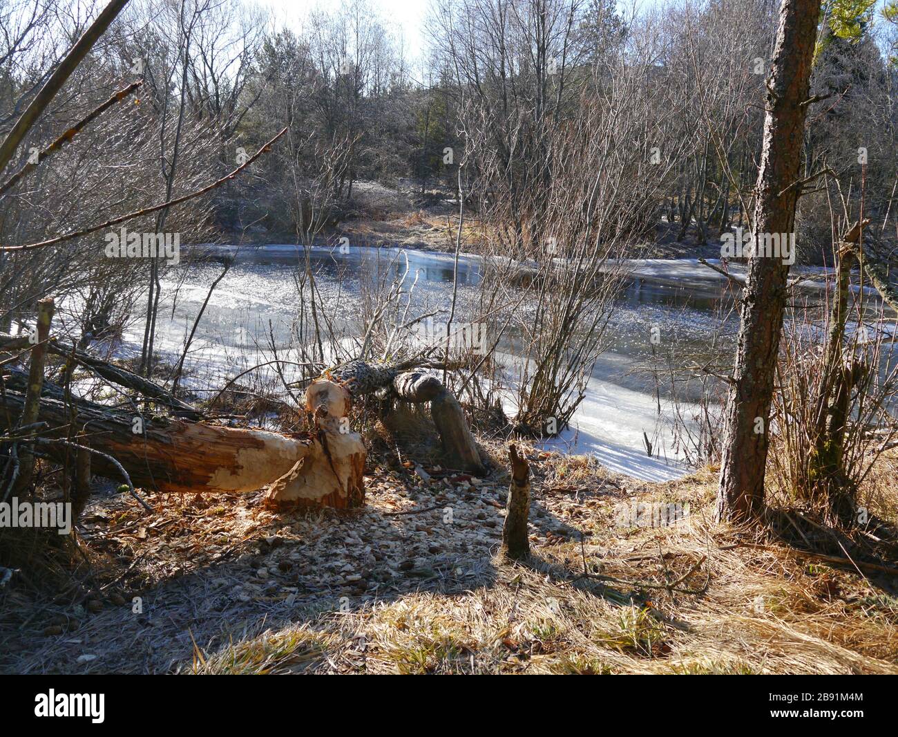 Beaver chips hi-res stock photography and images - Alamy