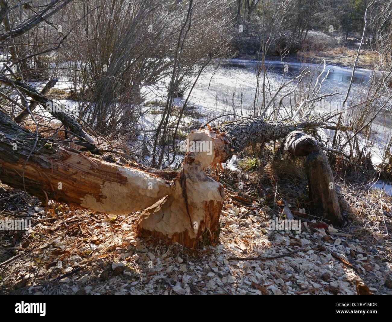 Beaver chips hi-res stock photography and images - Alamy
