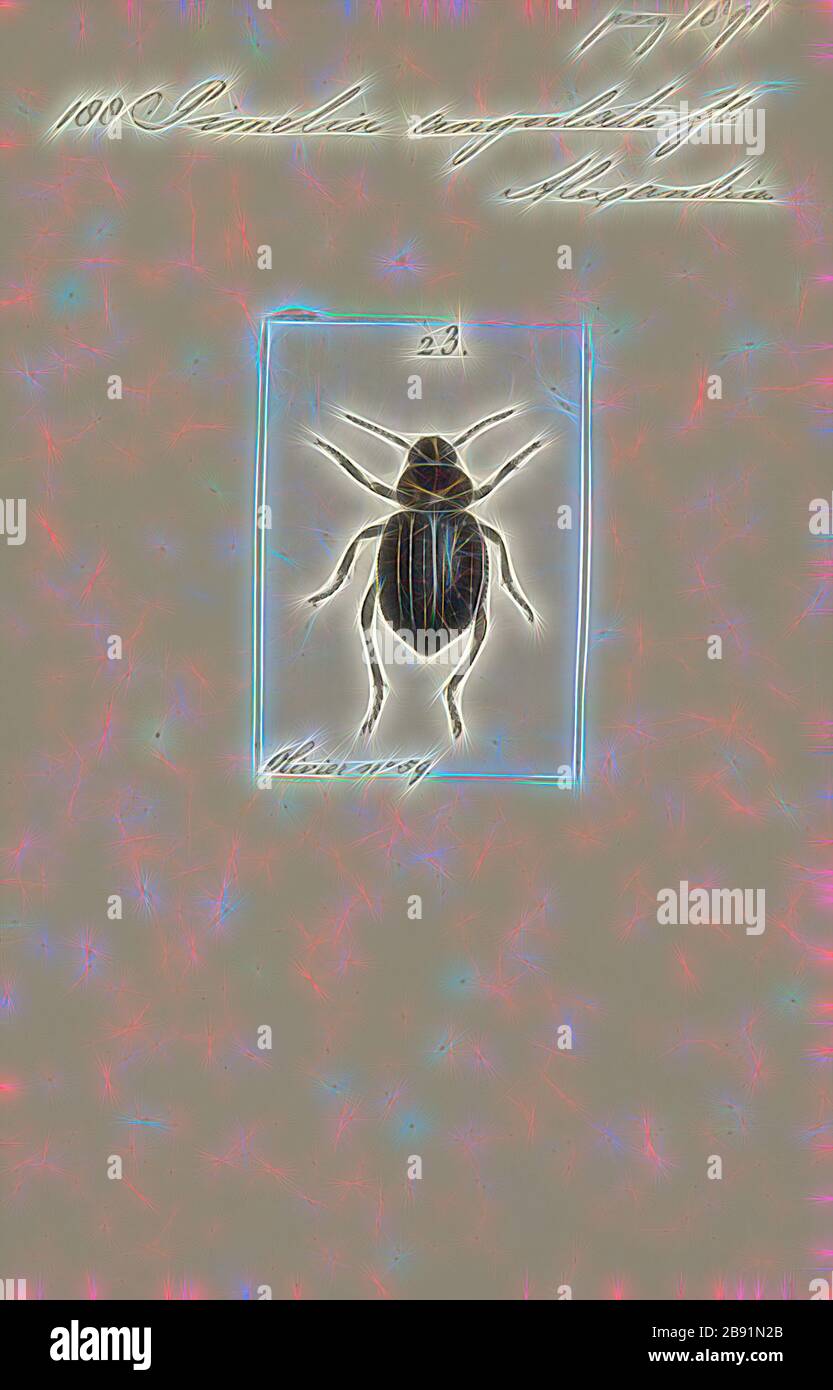 Pimelia, Print, Pimelia is a genus of darkling beetles in the subfamily ...