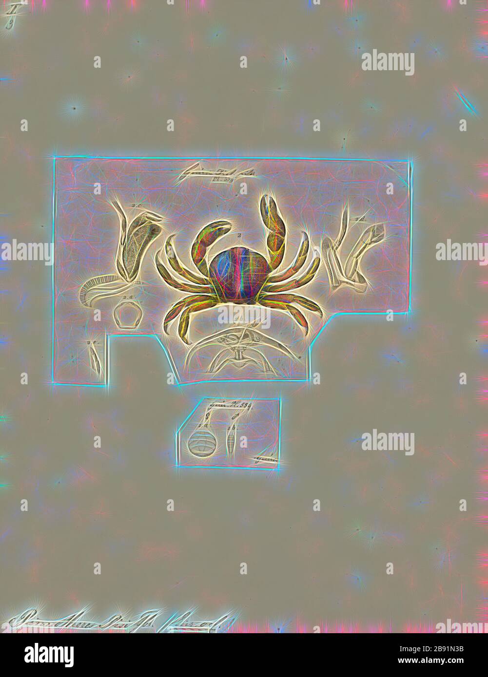 Pea crab oyster hi-res stock photography and images - Alamy