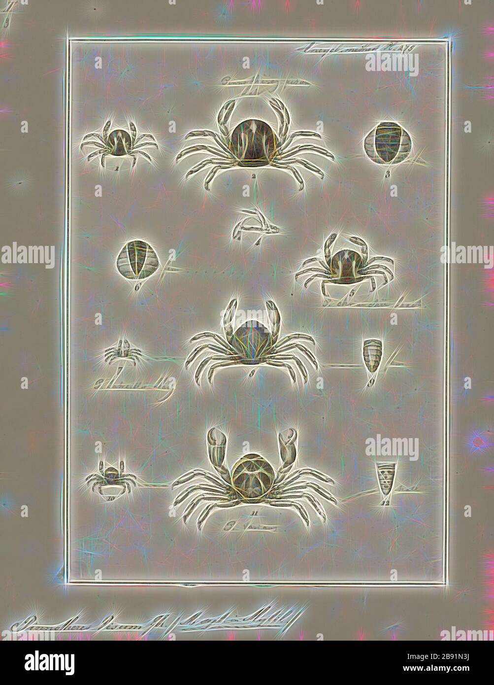 Pinnotheres pisum, Print, The pea crab, Pinnotheres pisum, is a small ...