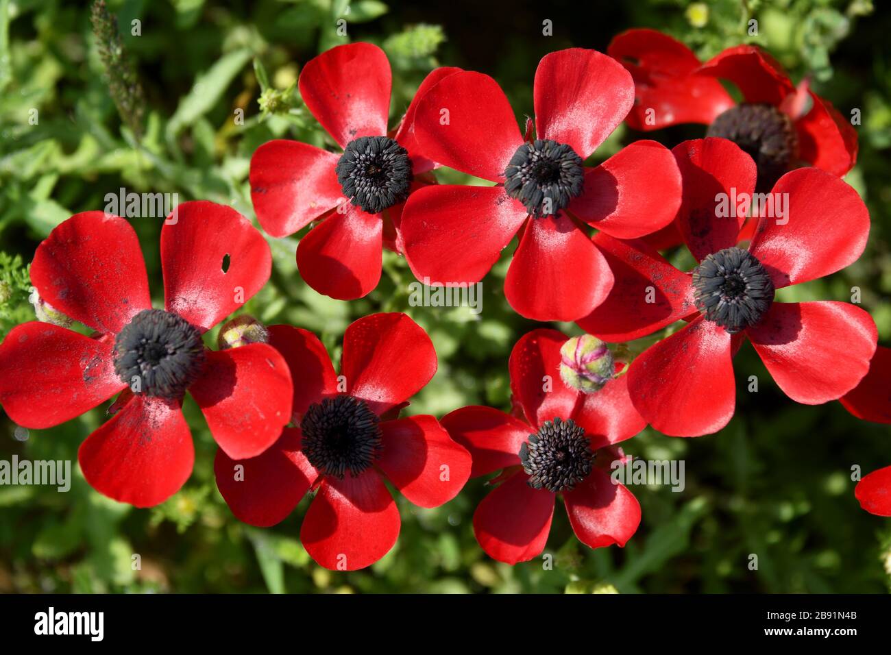 Ranunculus asiaticus, the Persian buttercup, is a species of buttercup ...