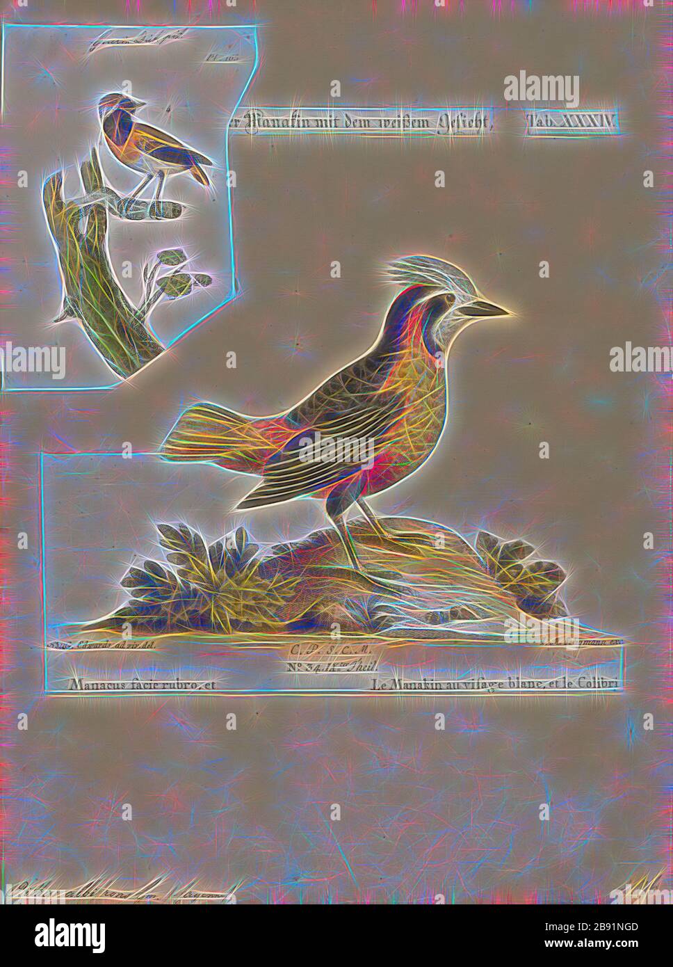 Antbird army ants hi-res stock photography and images - Alamy