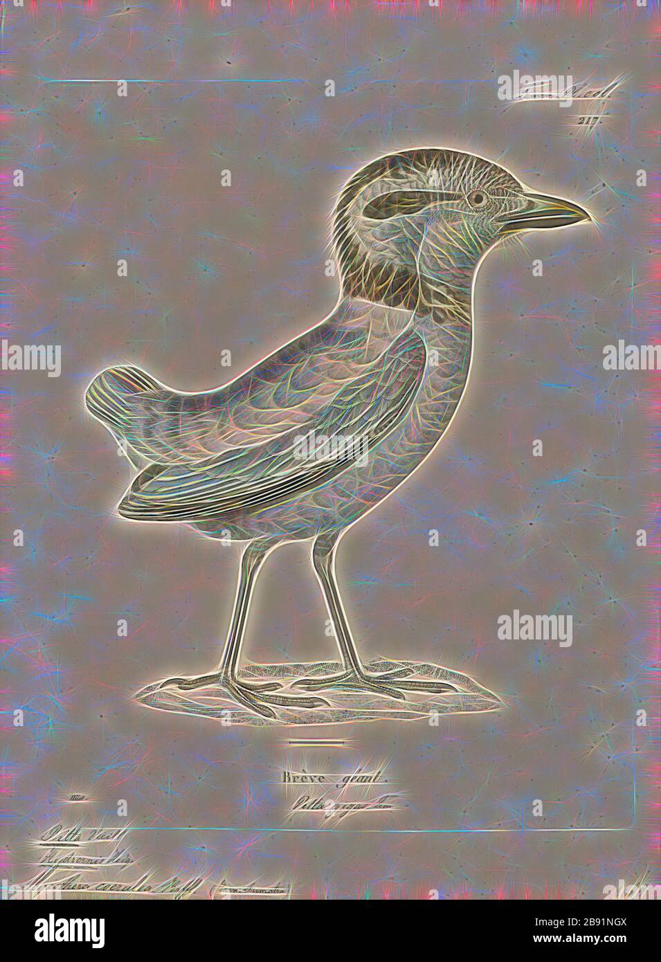 Pitta caerulea, Print, The giant pitta (Hydrornis caeruleus) is a ...