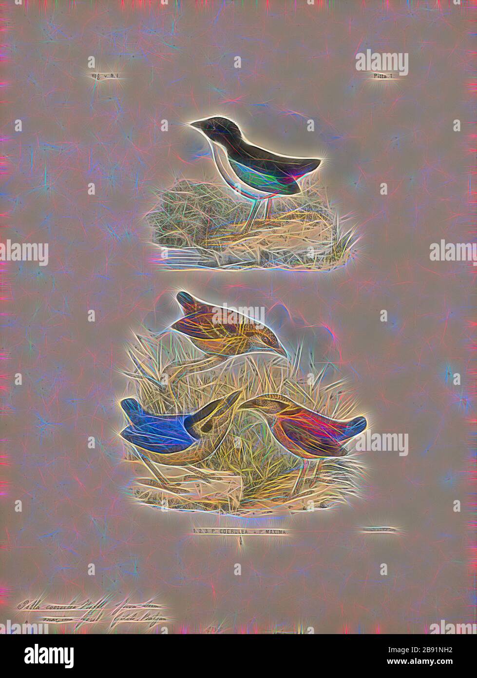 Pitta caerulea, Print, The giant pitta (Hydrornis caeruleus) is a ...