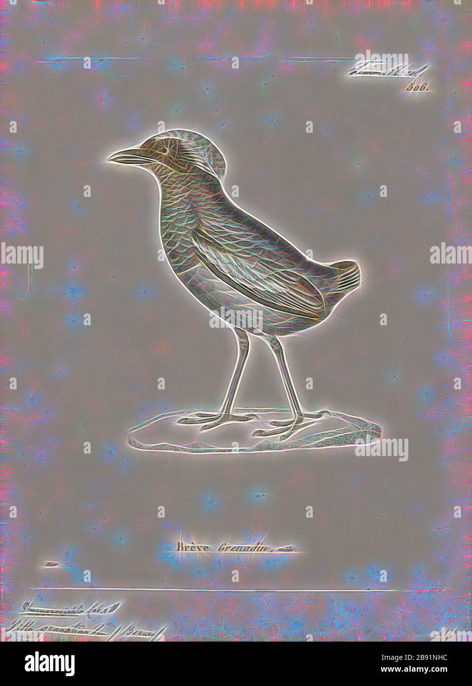 Pitta granatina, Print, The garnet pitta (Erythropitta granatina) is a ...