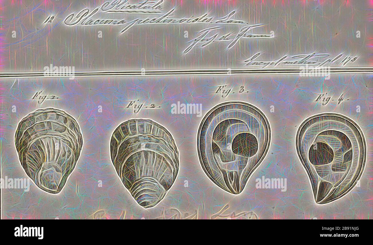 Placuna pectinoides hi-res stock photography and images - Alamy