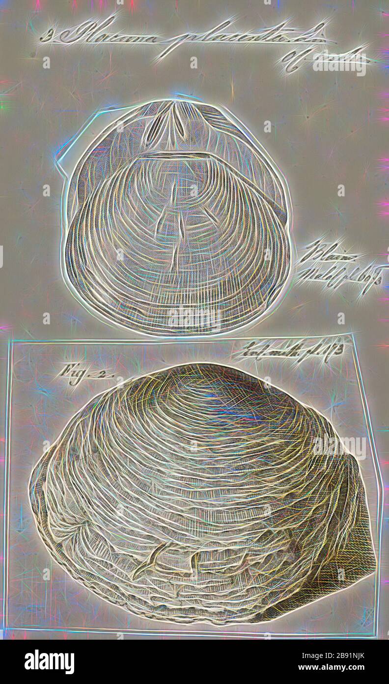 Placuna placenta, Print, The windowpane oyster (Placuna placenta) is a ...