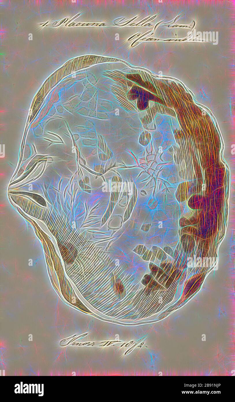 Placuna sella, Print, Placunidae, also known as windowpane oysters ...