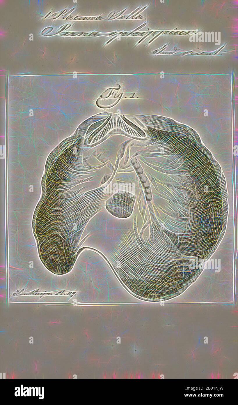 Placuna sella, Print, Placunidae, also known as windowpane oysters ...