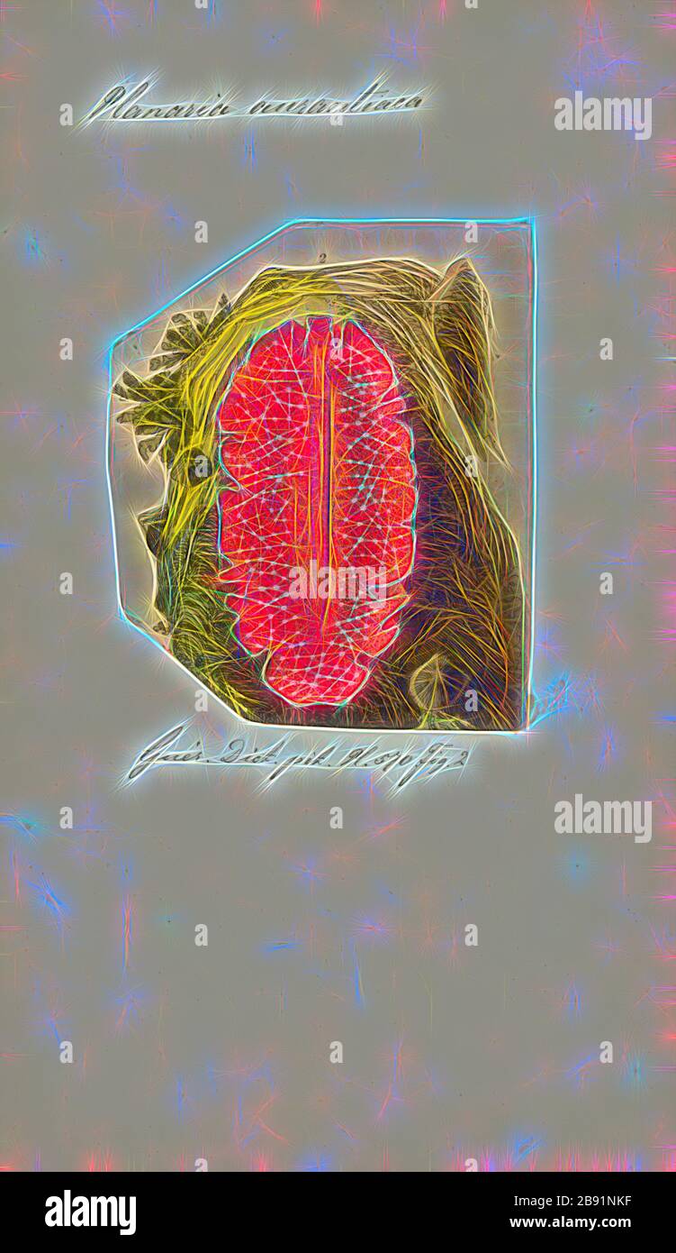 Planaria aurantiaca, Print, Planaria is a genus of planarians in the ...