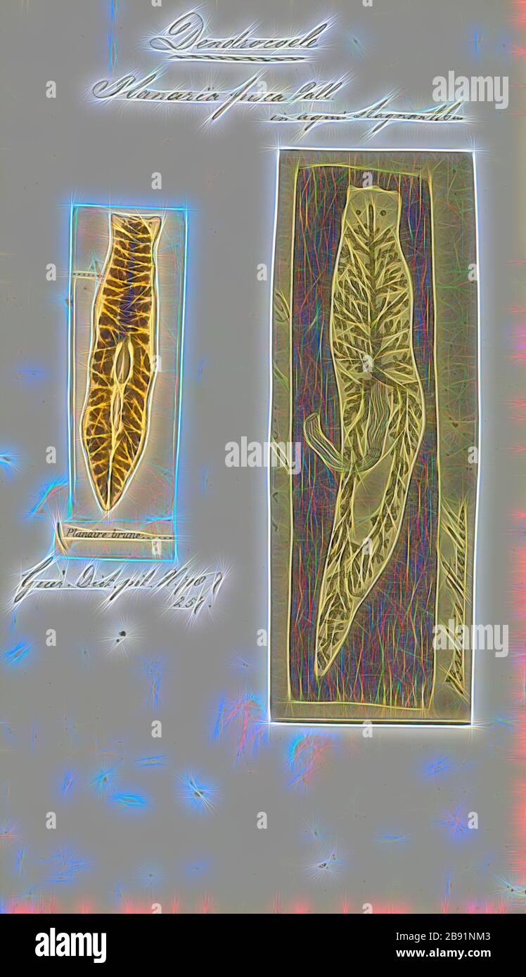 Planaria fusca, Print, Planaria is a genus of planarians in the family ...