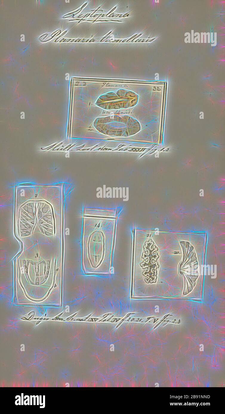 Planaria tremellaris, Print, Planaria is a genus of planarians in the ...