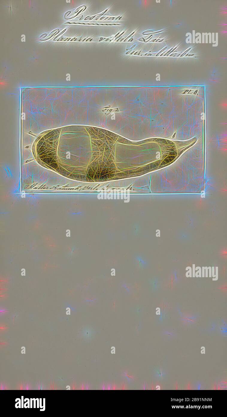 Planaria vittata hi-res stock photography and images - Alamy