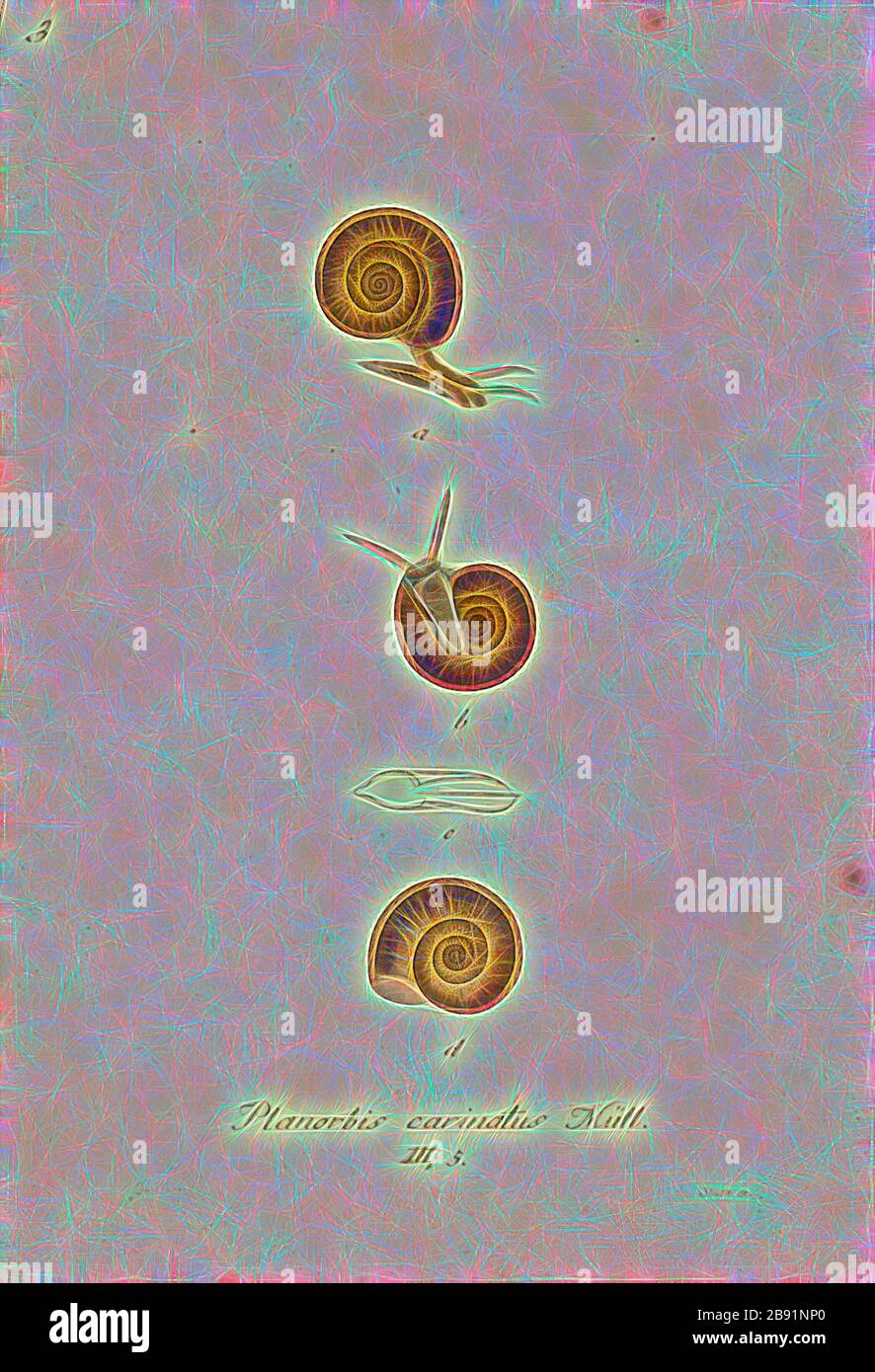 Planorbis carinatus, Print, Planorbis carinatus is species of air ...