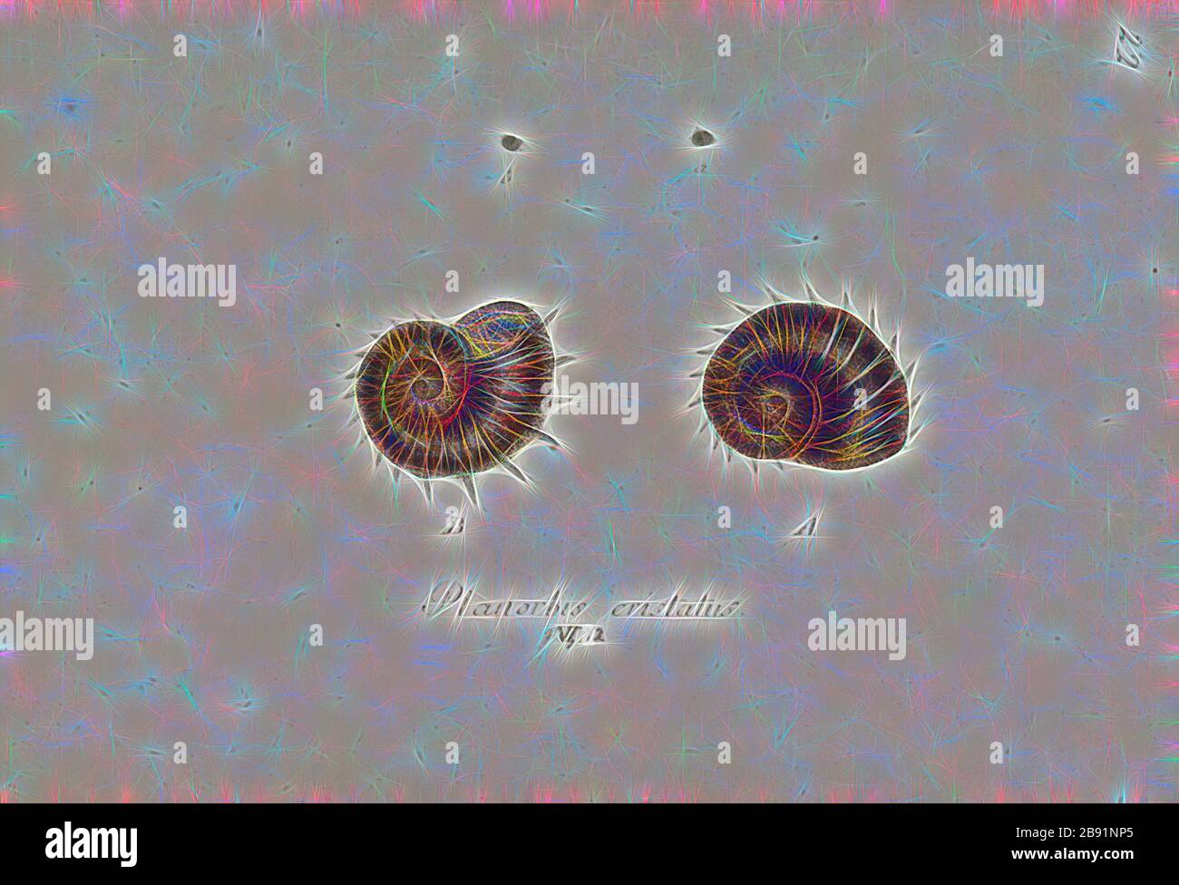 Planorbis cristatus, Print, Planorbis is a genus of air-breathing ...