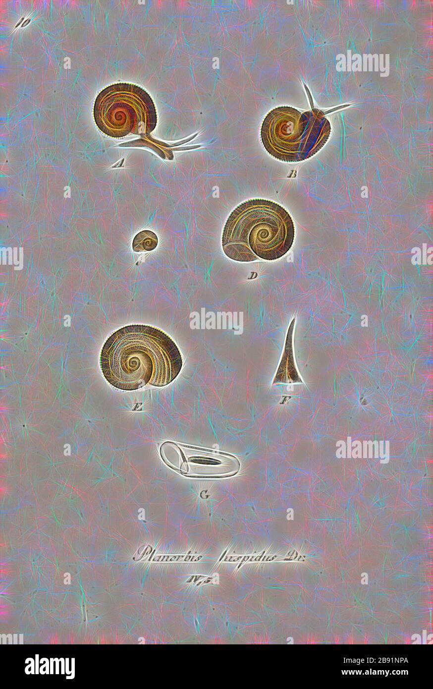 Planorbis hispidus, Print, Gyraulus albus, common name White Ramshorn, is a small species of ...