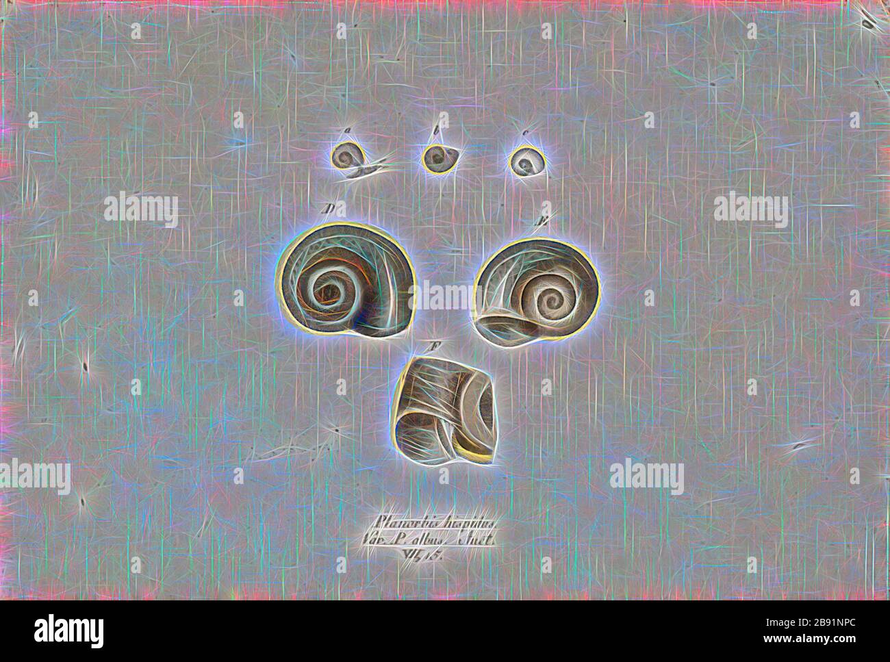 Shining rams horn snail hi-res stock photography and images - Alamy