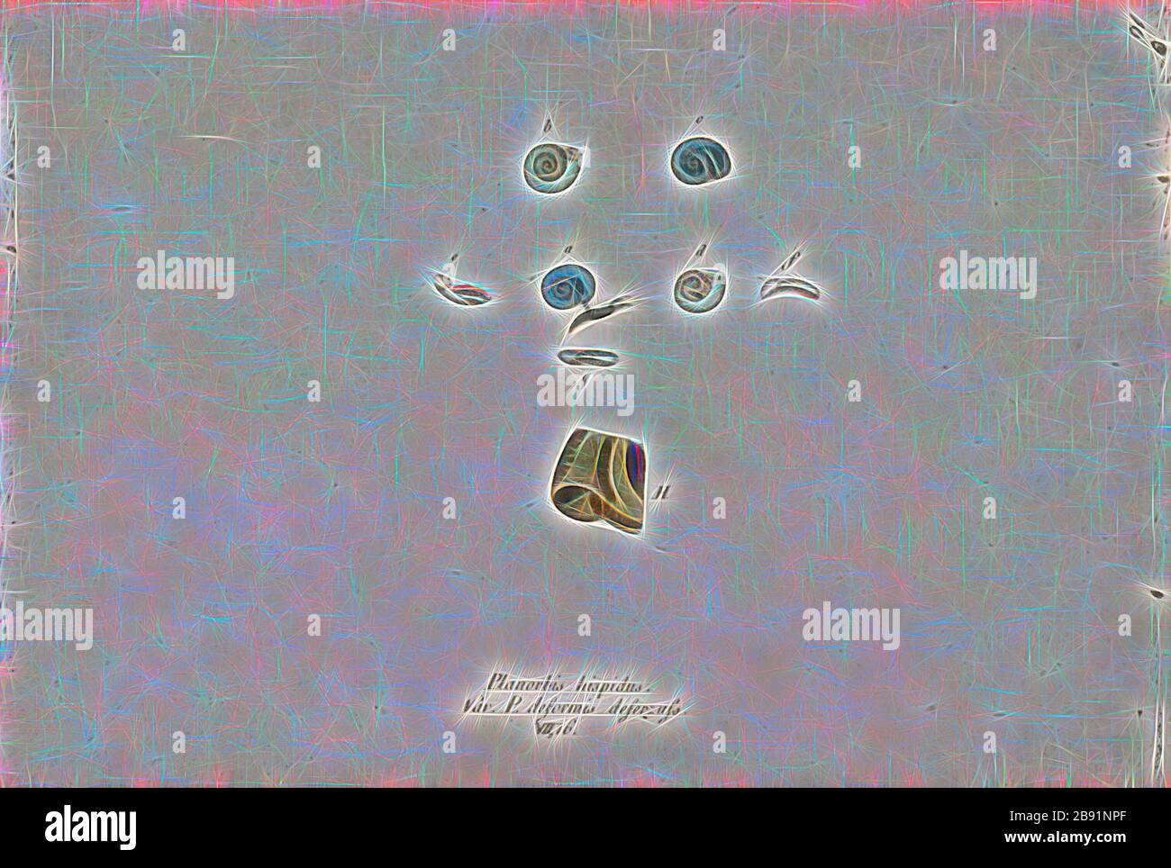 Shining rams horn snail hi-res stock photography and images - Alamy