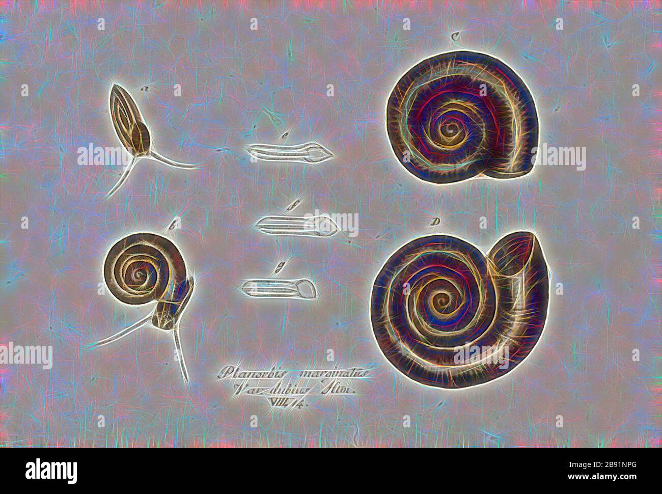 Planorbis marginatus, Print, Planorbis is a genus of air-breathing ...