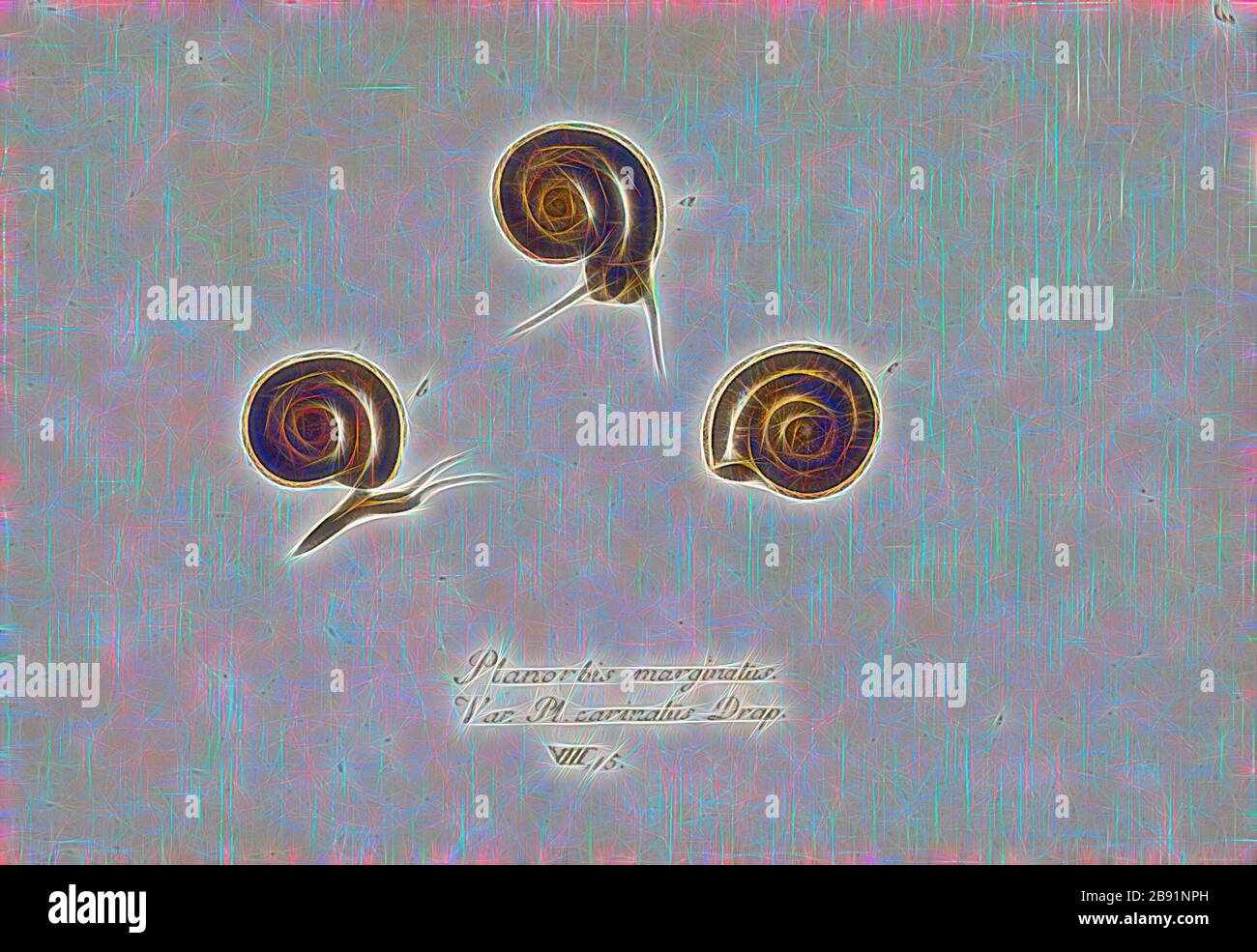 Planorbis marginatus, Print, Planorbis is a genus of air-breathing ...