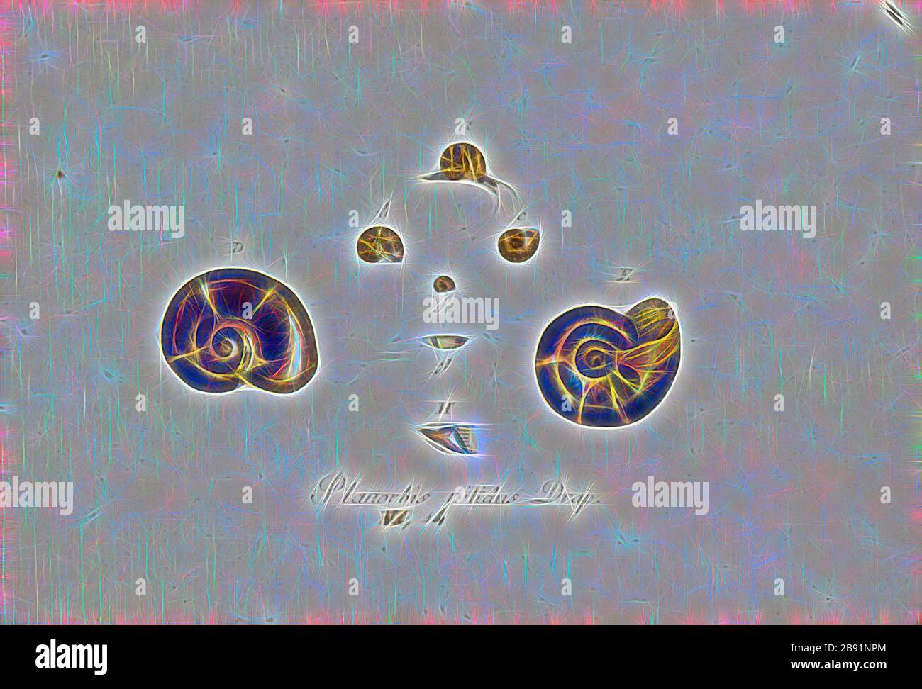 Planorbis nilidus, Print, Planorbis is a genus of air-breathing ...
